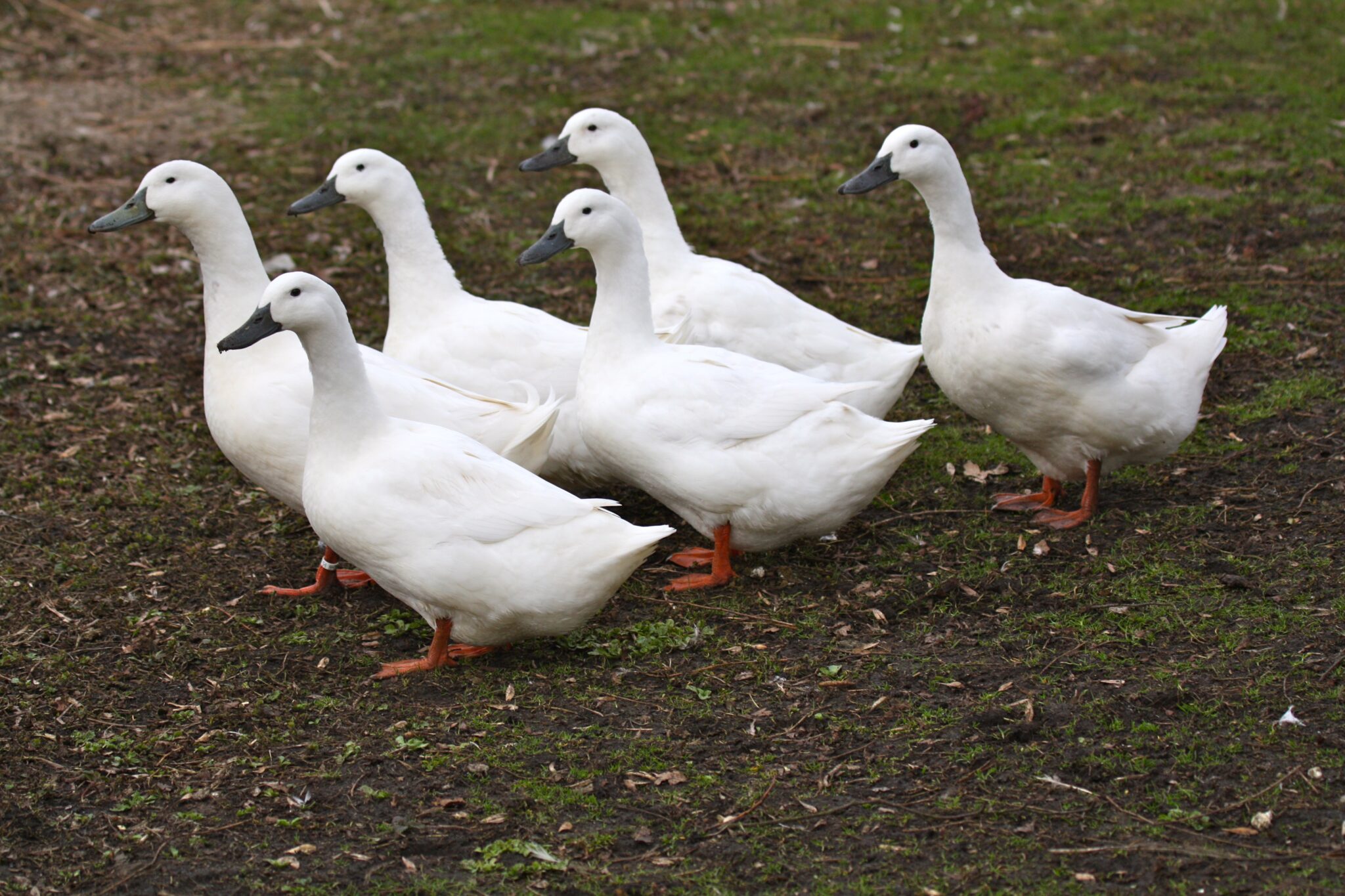 Eend van Vorst - Watervogels