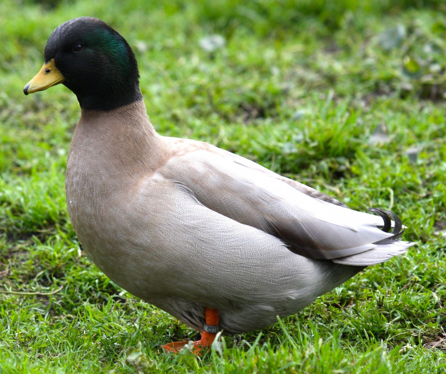 Hollandse kwaker - Watervogels