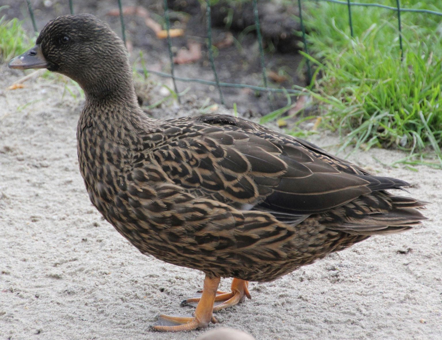 Hollandse kwaker - Watervogels