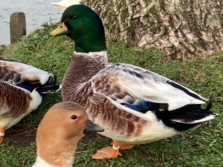 Hollandse kwaker - Watervogels