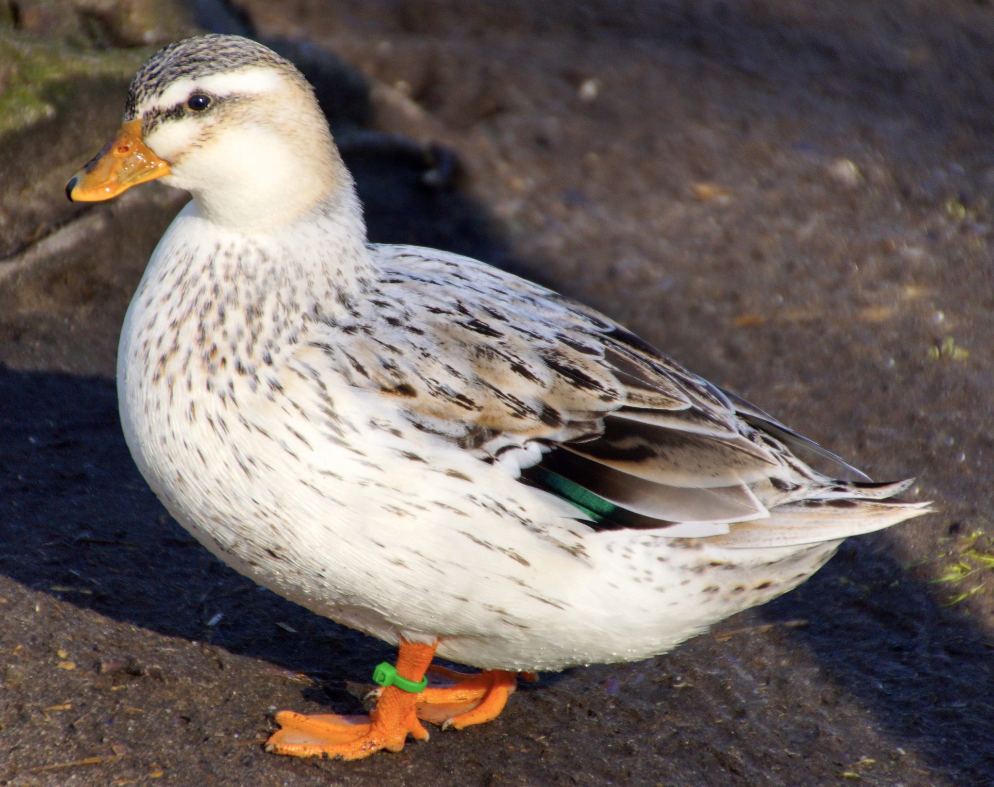 Hollandse kwaker - Watervogels